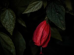 Dark Spots On Hibiscus Leaves - Glow Inside Out - ArBeautyCare.Com