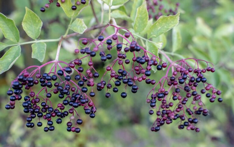 Bush Balm Dark Spot Scrub - Fresh And Radiant - ArBeautyCare.Com